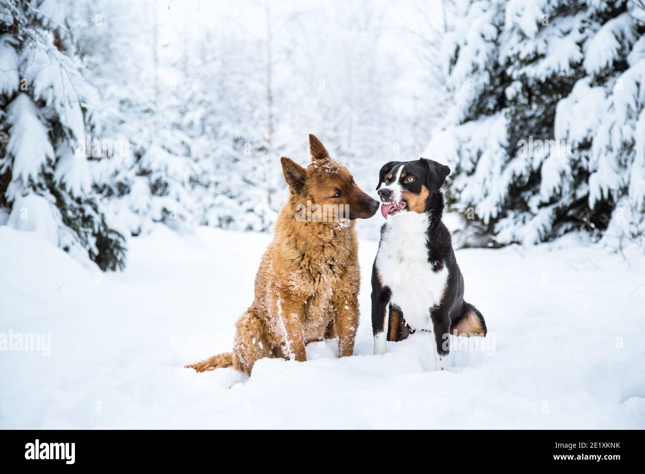 Kuhhund seduto immagini e fotografie stock ad alta risoluzione - Alamy