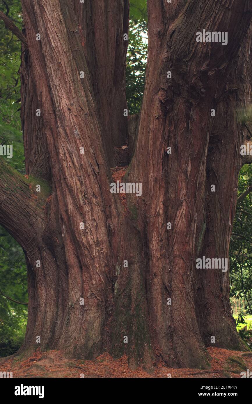 Tronco d'albero di grandi dimensioni immagini e fotografie stock ad ...