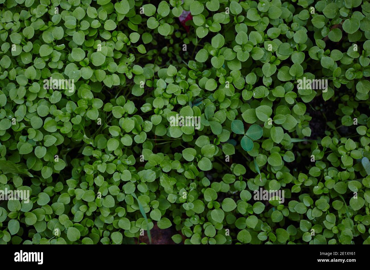 Pianta da giardino speziale immagini e fotografie stock ad alta ...