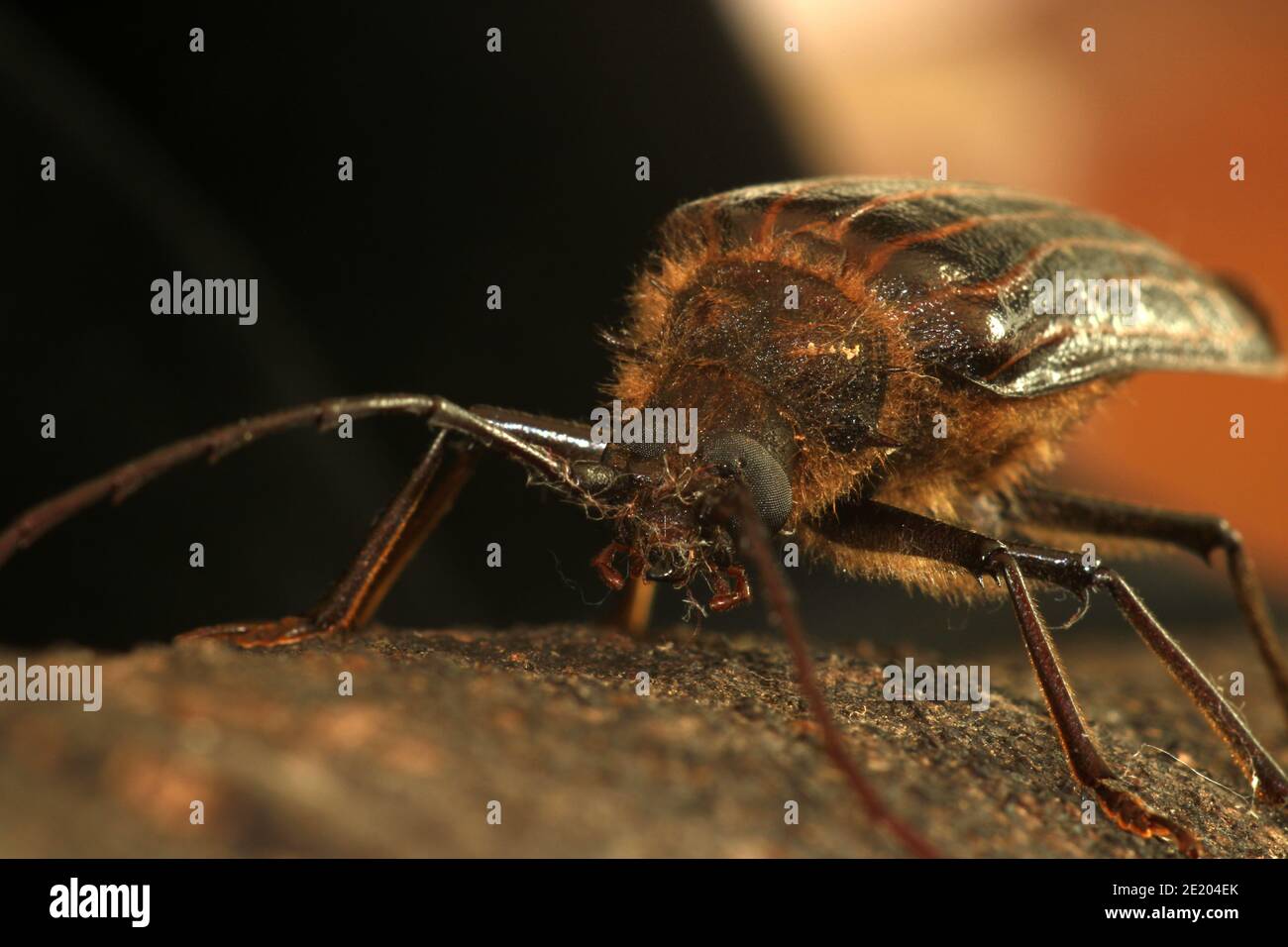 Huhu beetle immagini e fotografie stock ad alta risoluzione - Alamy
