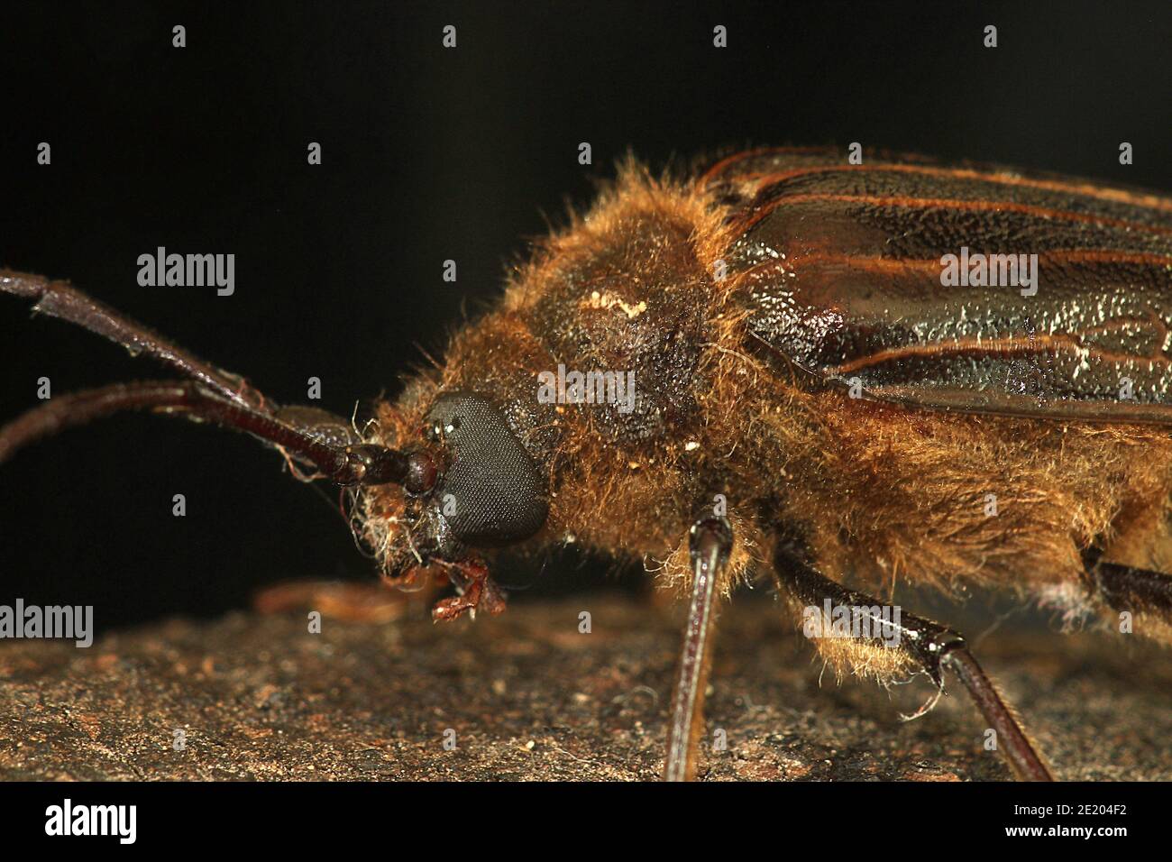 Huhu beetle immagini e fotografie stock ad alta risoluzione - Alamy