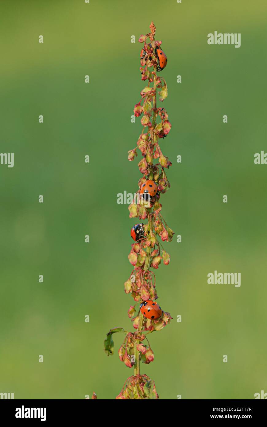 Mangia insetti nocivi immagini e fotografie stock ad alta risoluzione ...