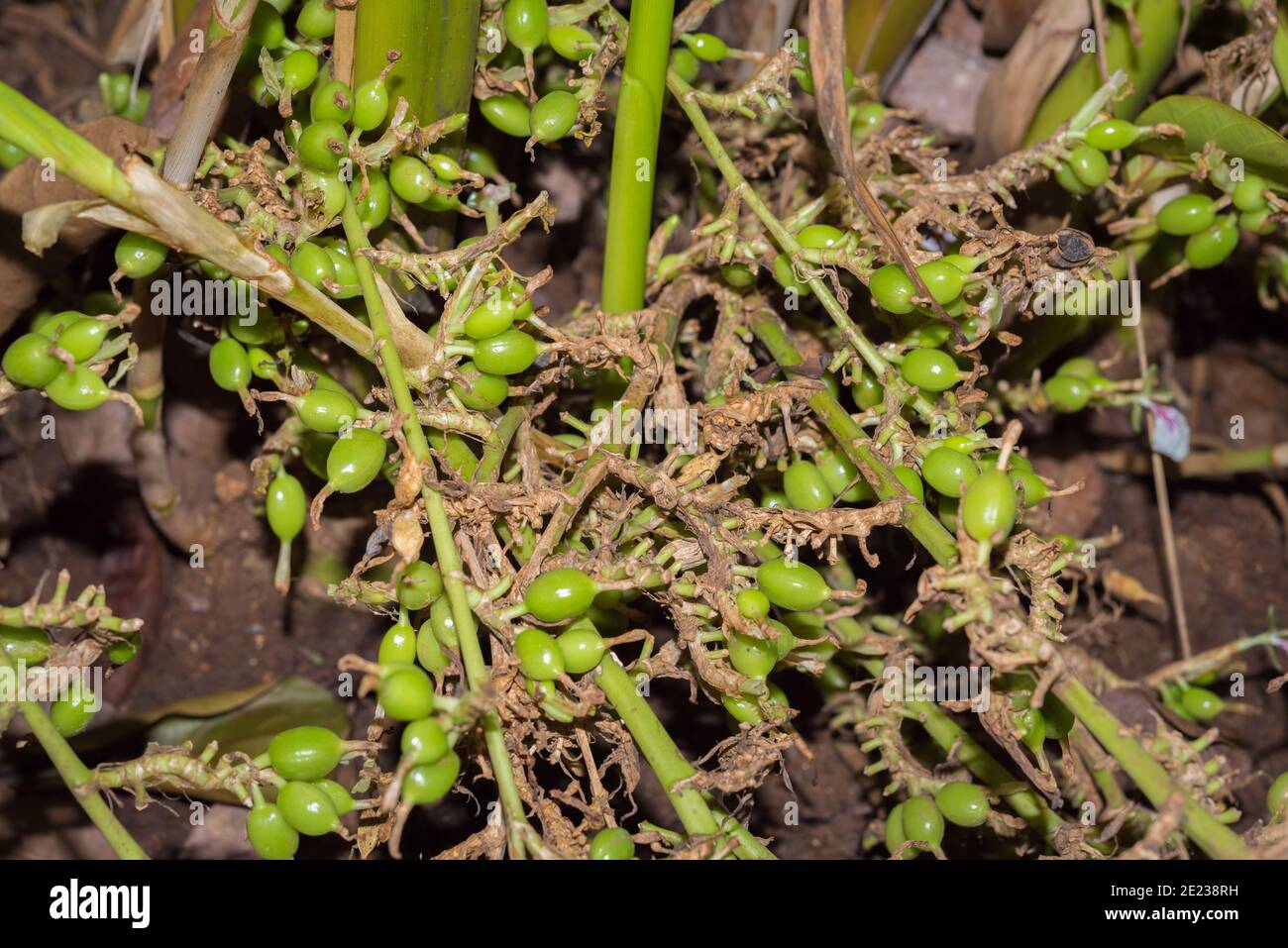 Pianta di cardamomo immagini e fotografie stock ad alta risoluzione - Alamy