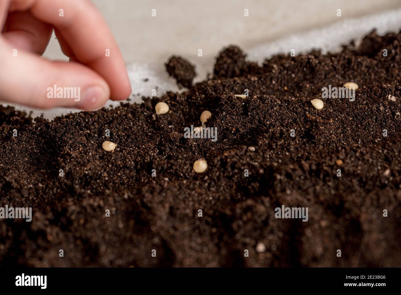 Mano di semi immagini e fotografie stock ad alta risoluzione - Alamy