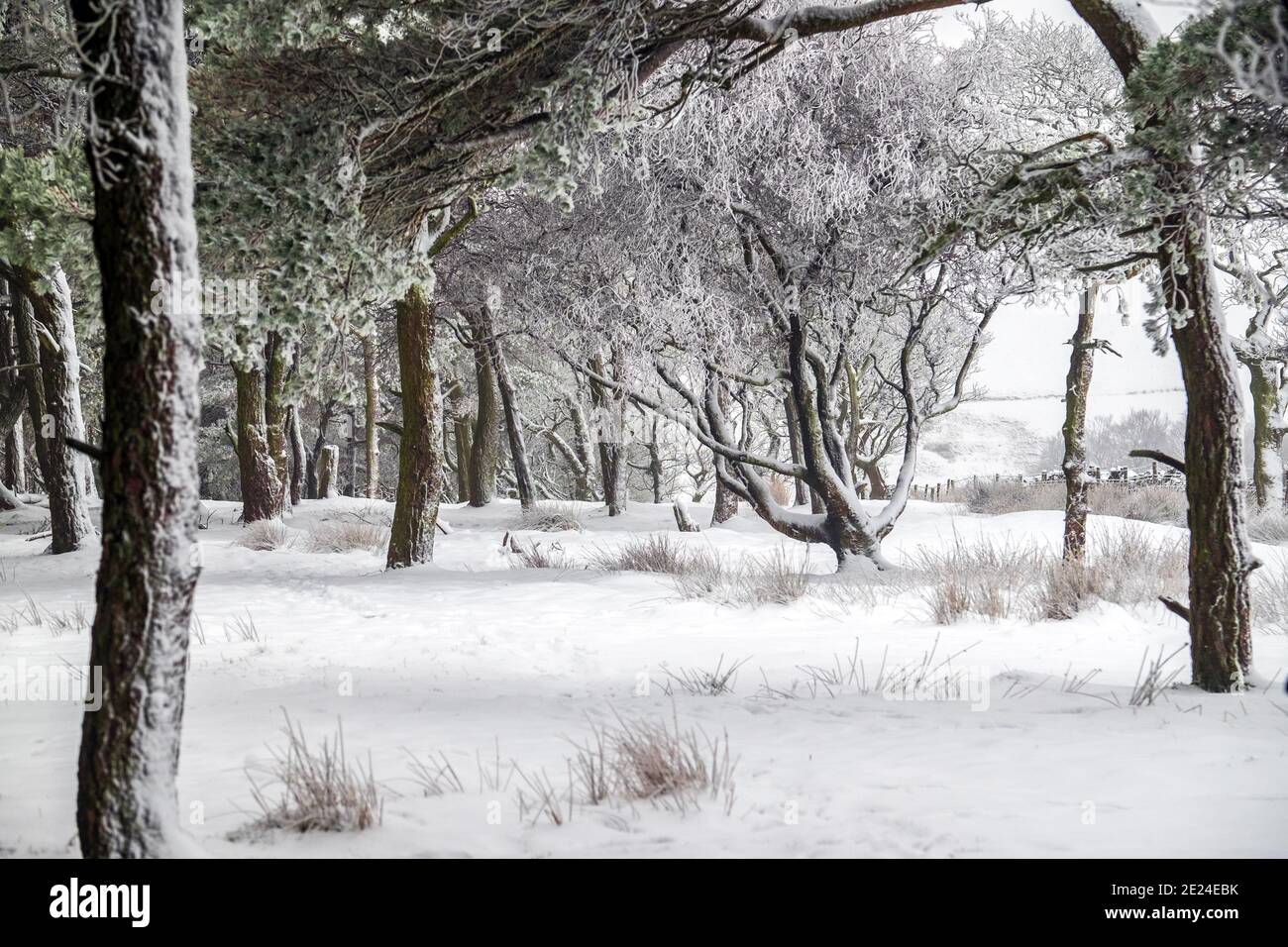 Un bosco nella neve d'inverno Foto stock - Alamy