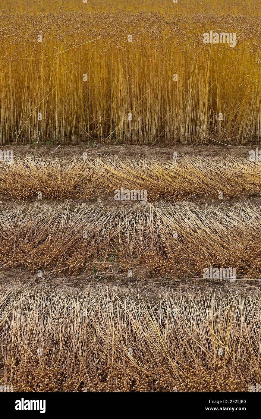 Campo di lino in immagini e fotografie stock ad alta risoluzione - Alamy