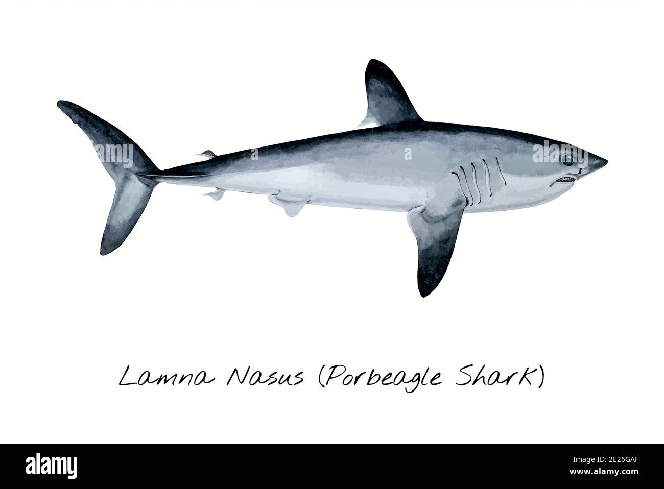Shark drawing immagini e fotografie stock ad alta risoluzione - Alamy