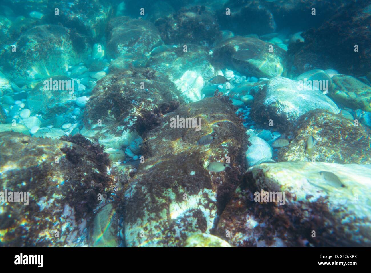 Fauna e flora del mar mediterraneo immagini e fotografie stock ad alta ...