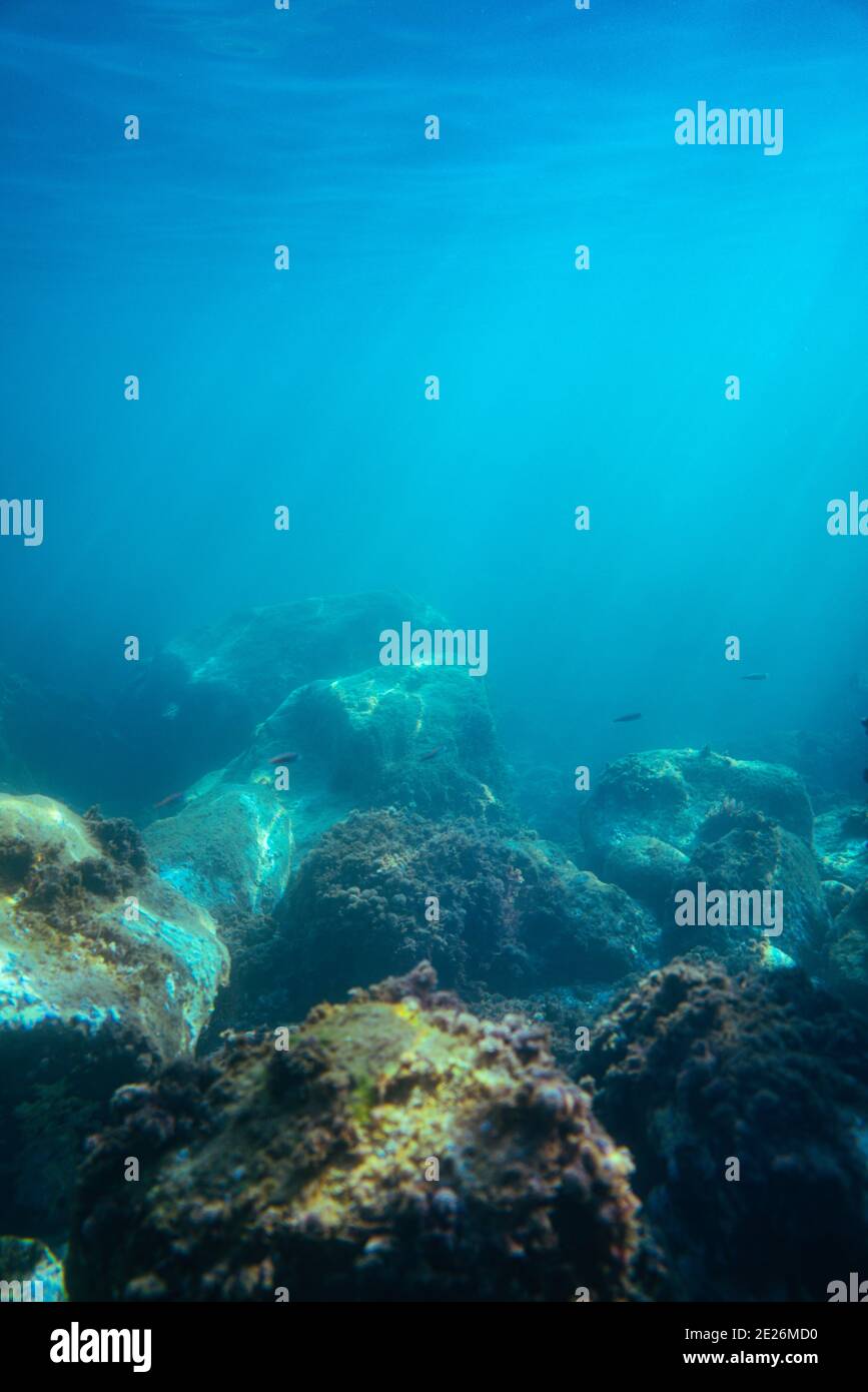 Flora e fauna mediterranee immagini e fotografie stock ad alta ...