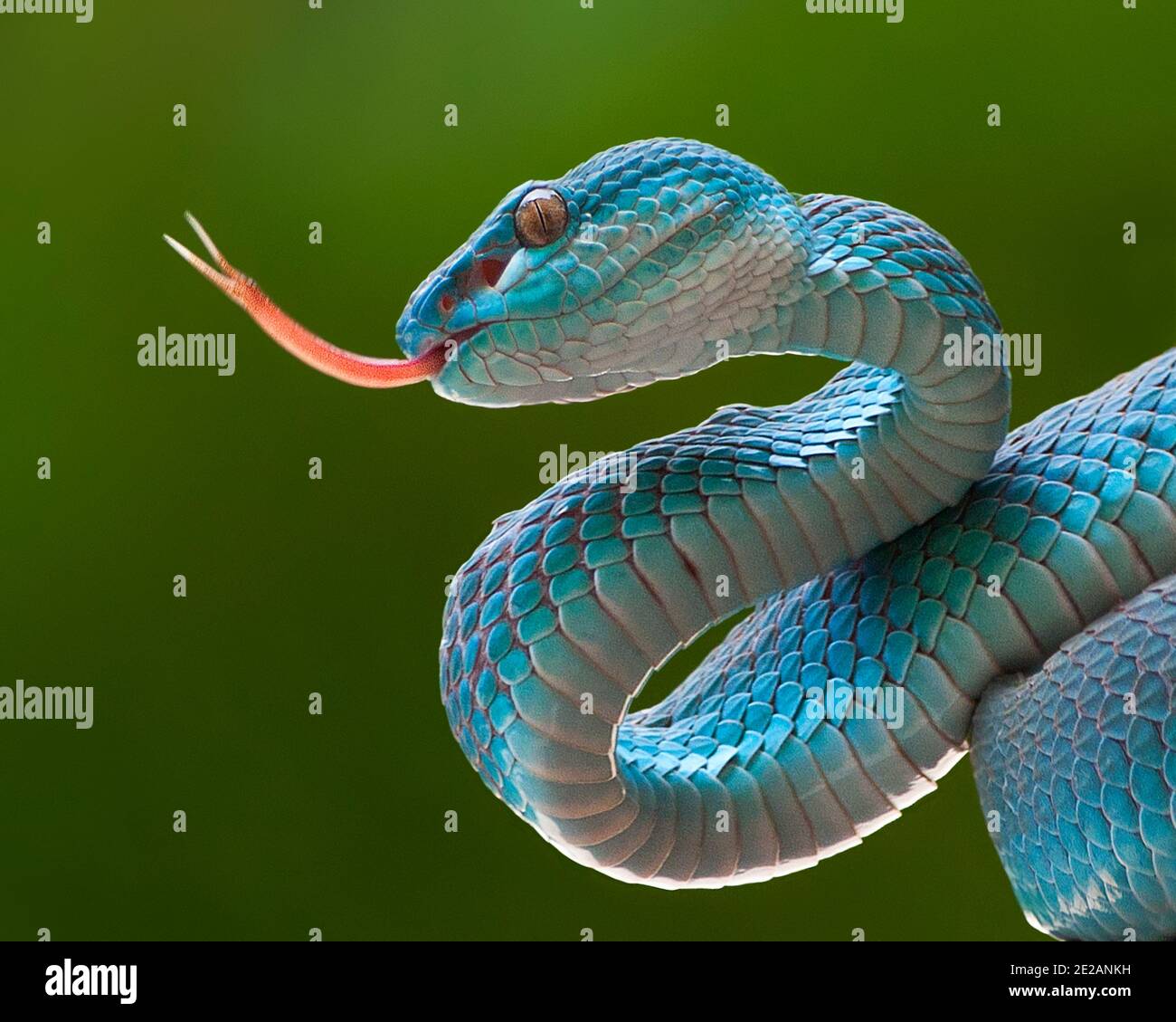Serpente vipera blu immagini e fotografie stock ad alta risoluzione - Alamy