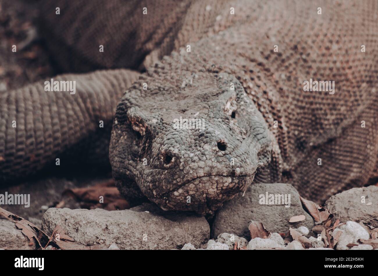 Lucertola gigante del monitor immagini e fotografie stock ad alta ...