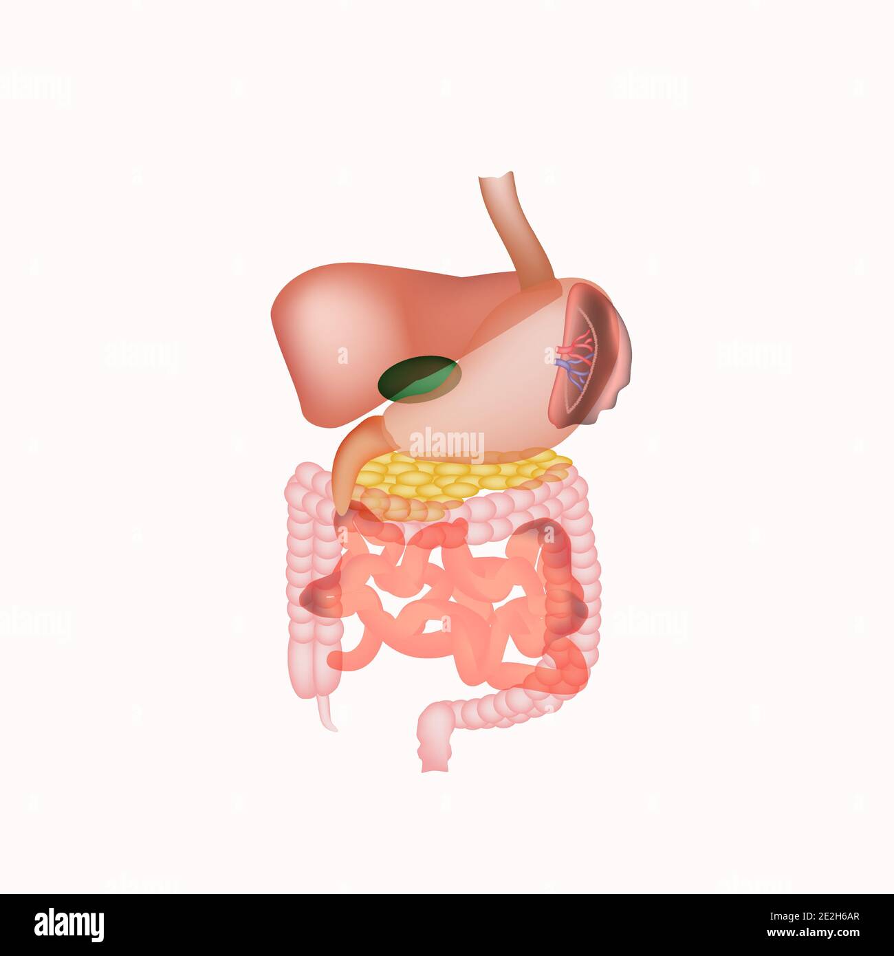 Struttura anatomica degli organi addominali. Milza, fegato, colecisti ...