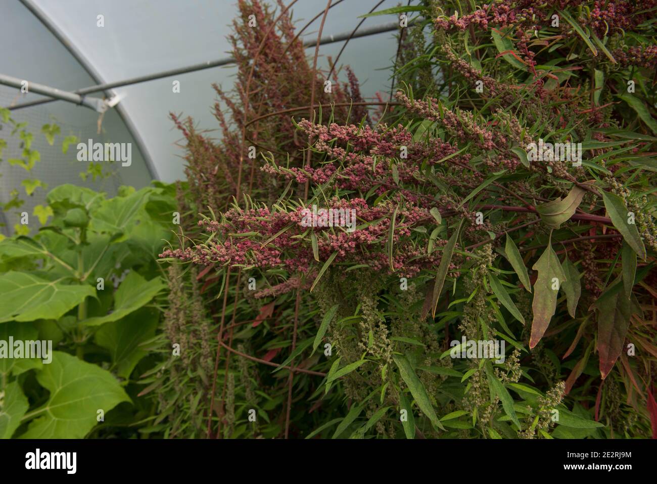 Chenopodium nuttalliae immagini e fotografie stock ad alta risoluzione ...