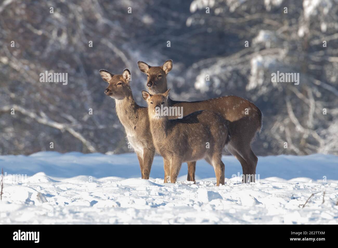 Sika yorkshire immagini e fotografie stock ad alta risoluzione - Alamy