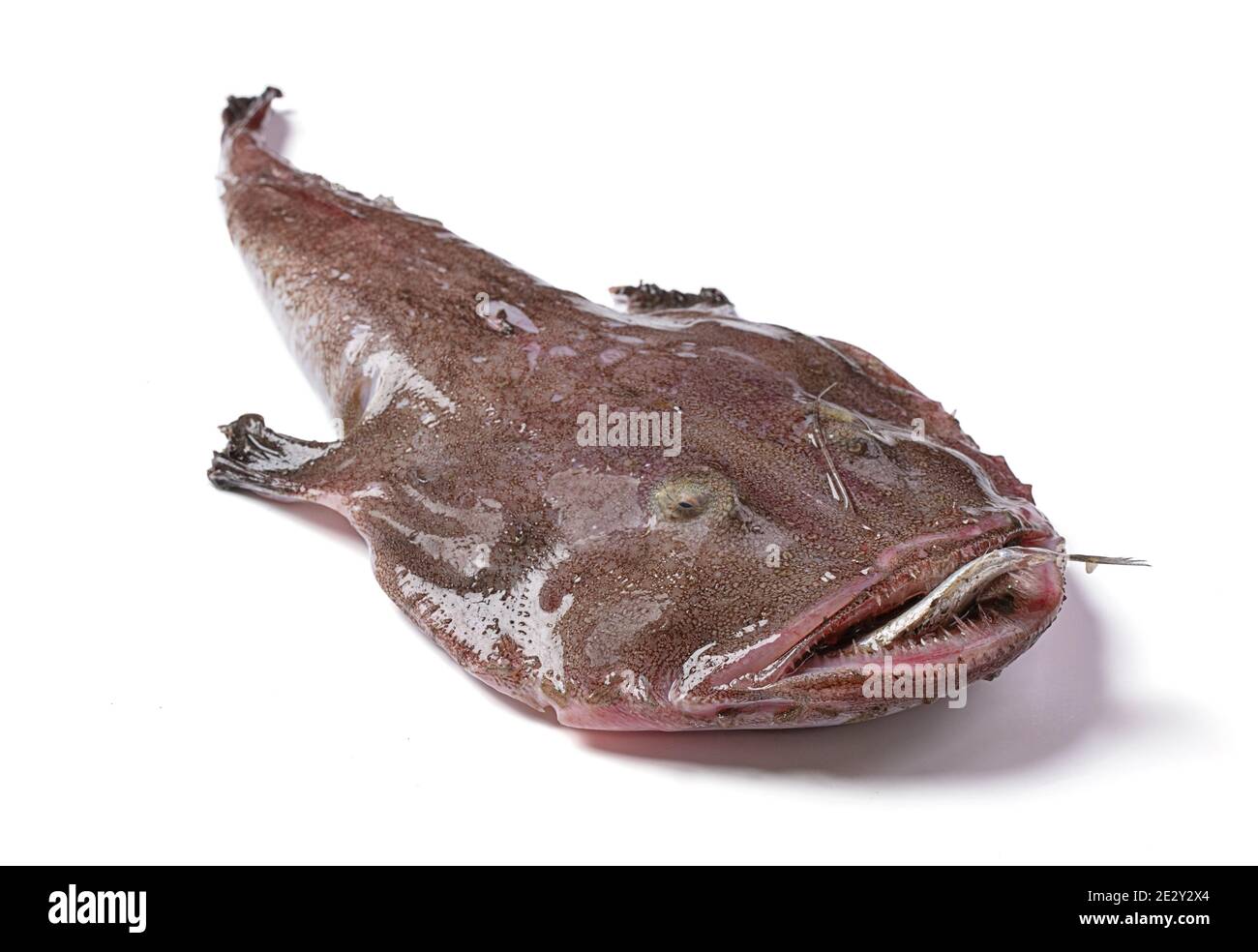 Sfondo bianco rana pescatrice Immagini senza sfondo e Foto Stock ...