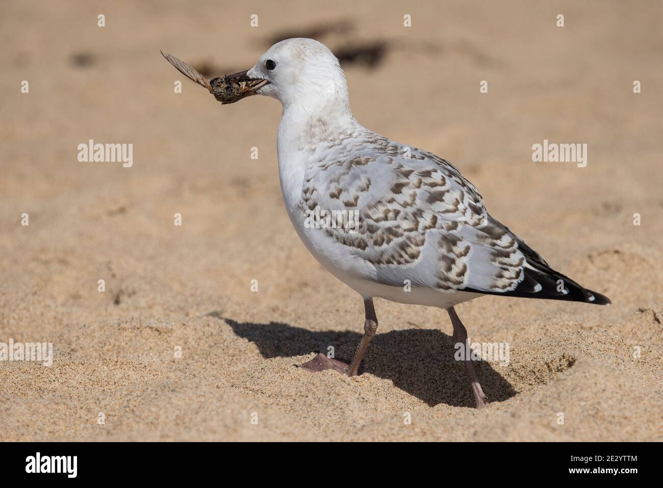 Sea cicada immagini e fotografie stock ad alta risoluzione - Alamy