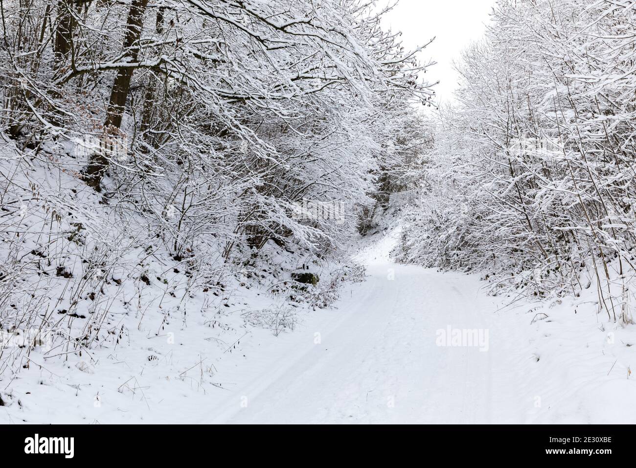 Foresta innevata in inverno immagini e fotografie stock ad alta ...