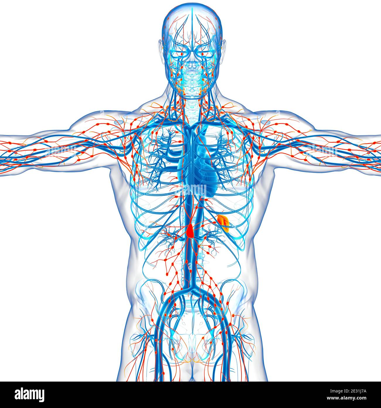 Anatomia dei linfonodi umani per l'illustrazione 3D di Medical Concept ...