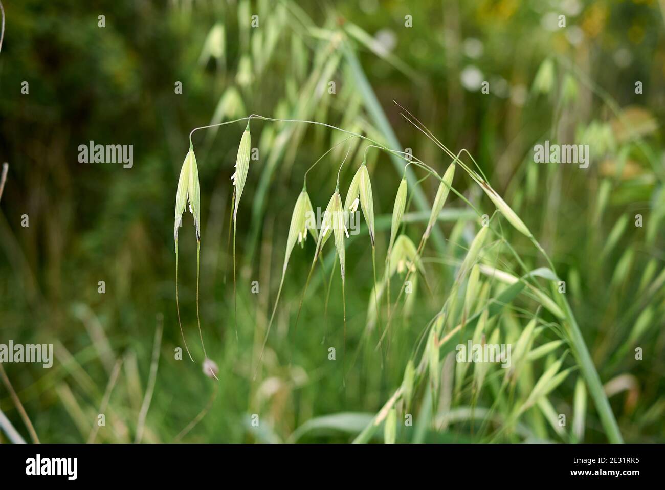 Pianta avena immagini e fotografie stock ad alta risoluzione - Alamy
