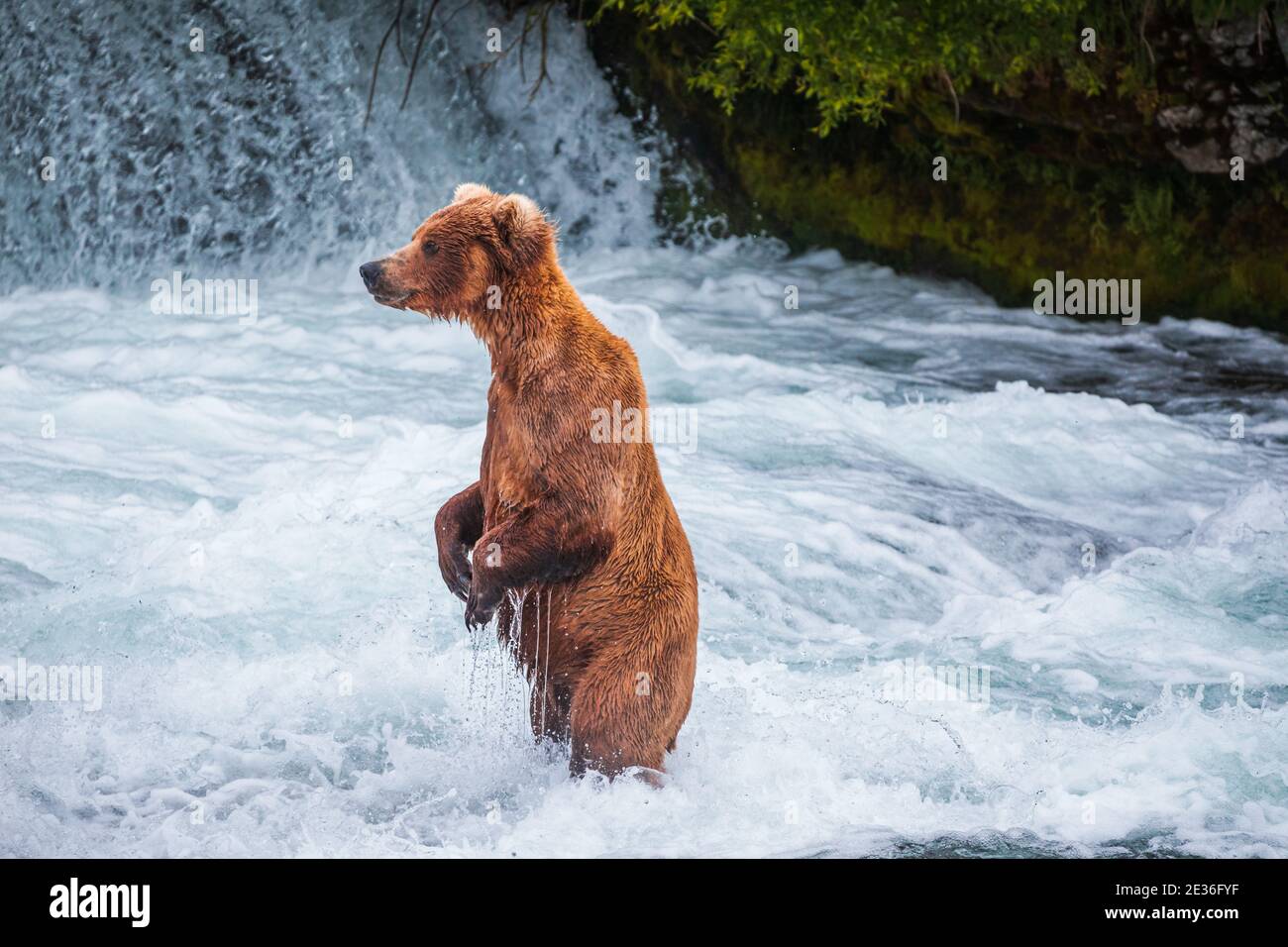 Angry grizzly bear immagini e fotografie stock ad alta risoluzione - Alamy