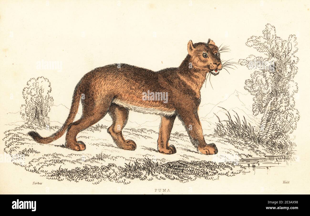 Cougar, Puma concolor. (Puma, Felis Concolor.) Incisione in acciaio ...