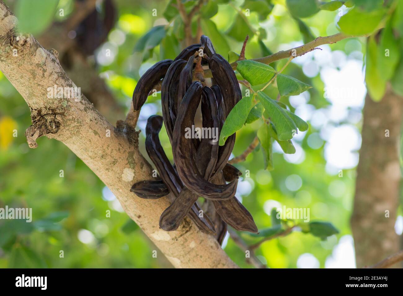 Frutti di carruba maturi immagini e fotografie stock ad alta ...