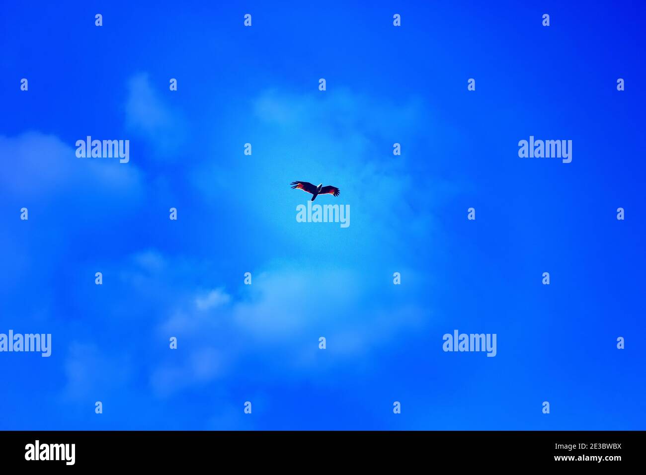 Testa bianca aquila di mare immagini e fotografie stock ad alta ...