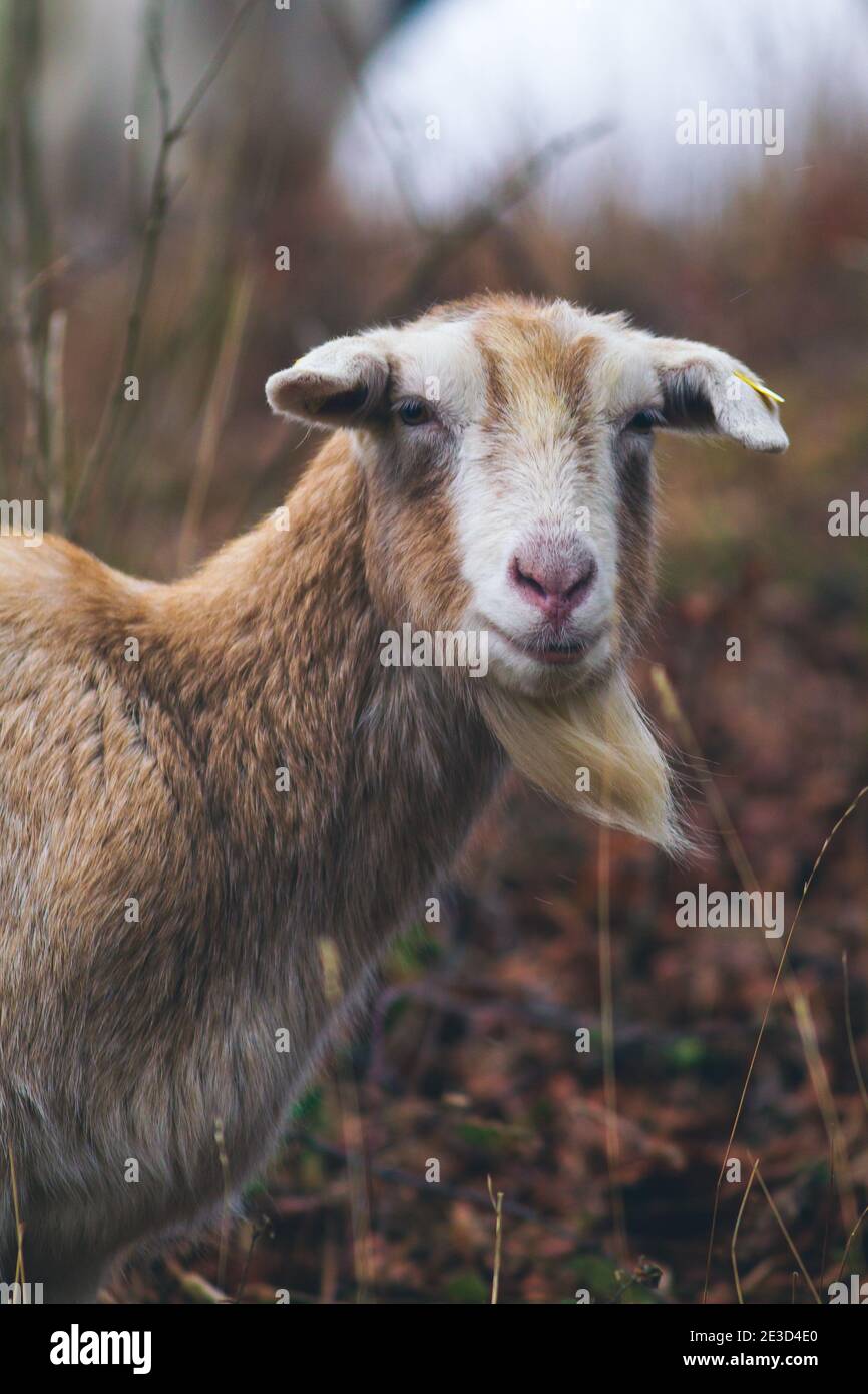 Barba di capra gialla immagini e fotografie stock ad alta risoluzione ...