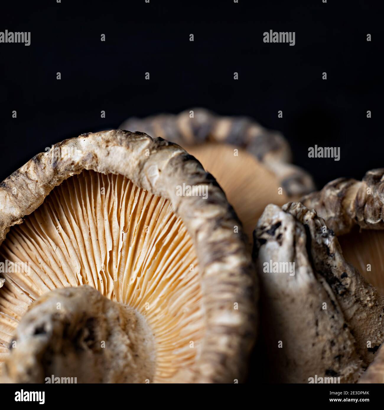 Fungo shiitake immagini e fotografie stock ad alta risoluzione - Alamy