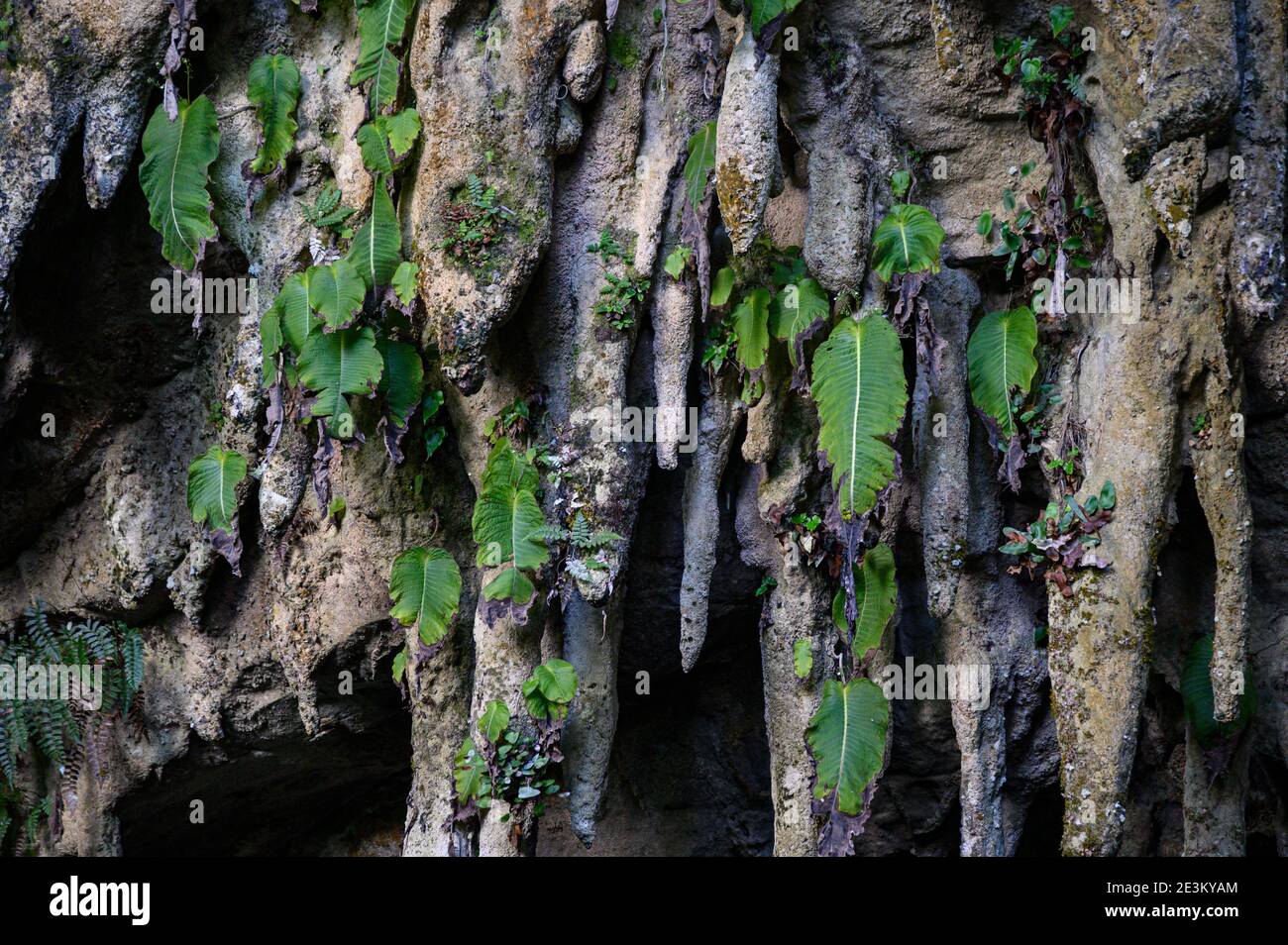 Monophyllaea pendula immagini e fotografie stock ad alta risoluzione ...