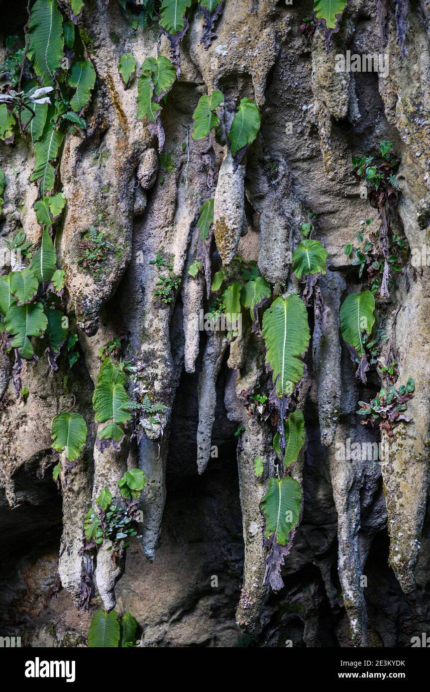 Monophyllaea pendula immagini e fotografie stock ad alta risoluzione ...
