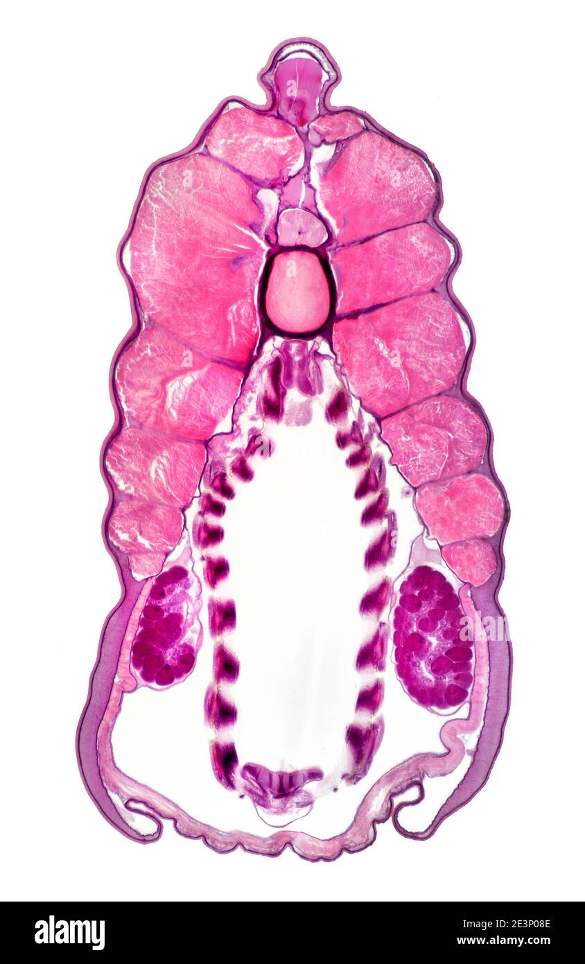 Anfiosso lanceolatus immagini e fotografie stock ad alta risoluzione ...