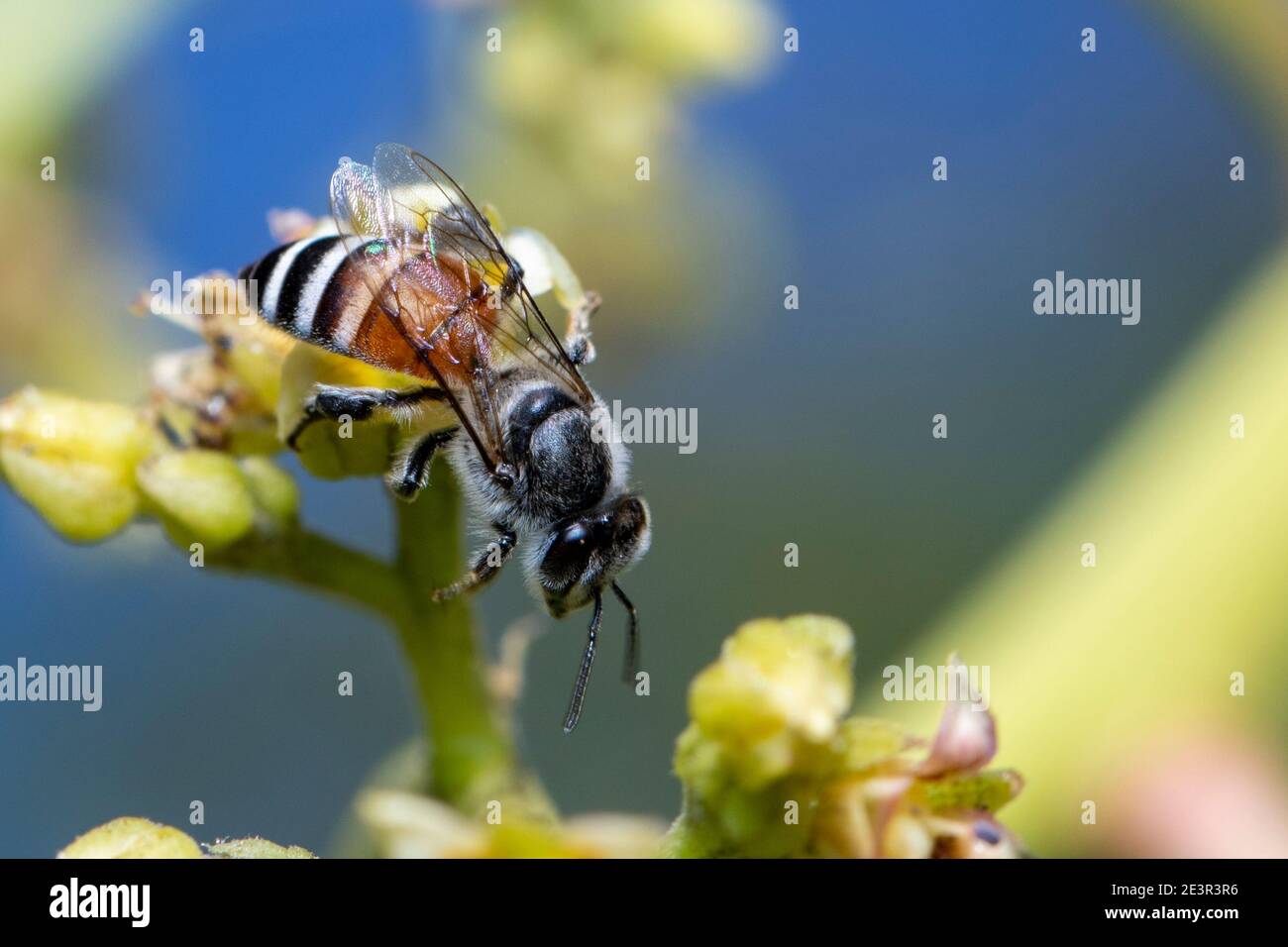 Immagine di ape piccola o di ape nana (Apis florea) su fiore giallo ...