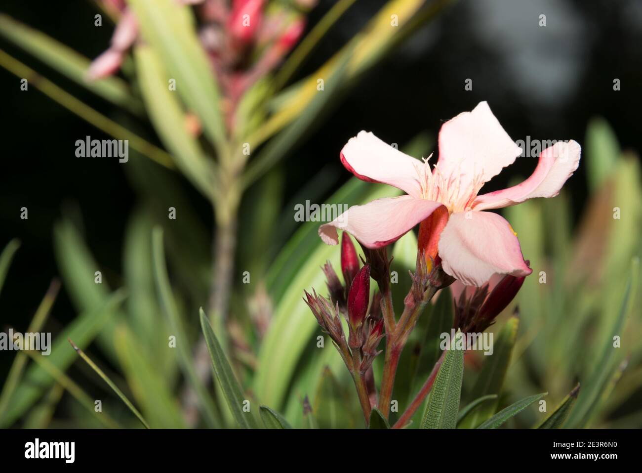 Albero di oleandro nerium immagini e fotografie stock ad alta ...