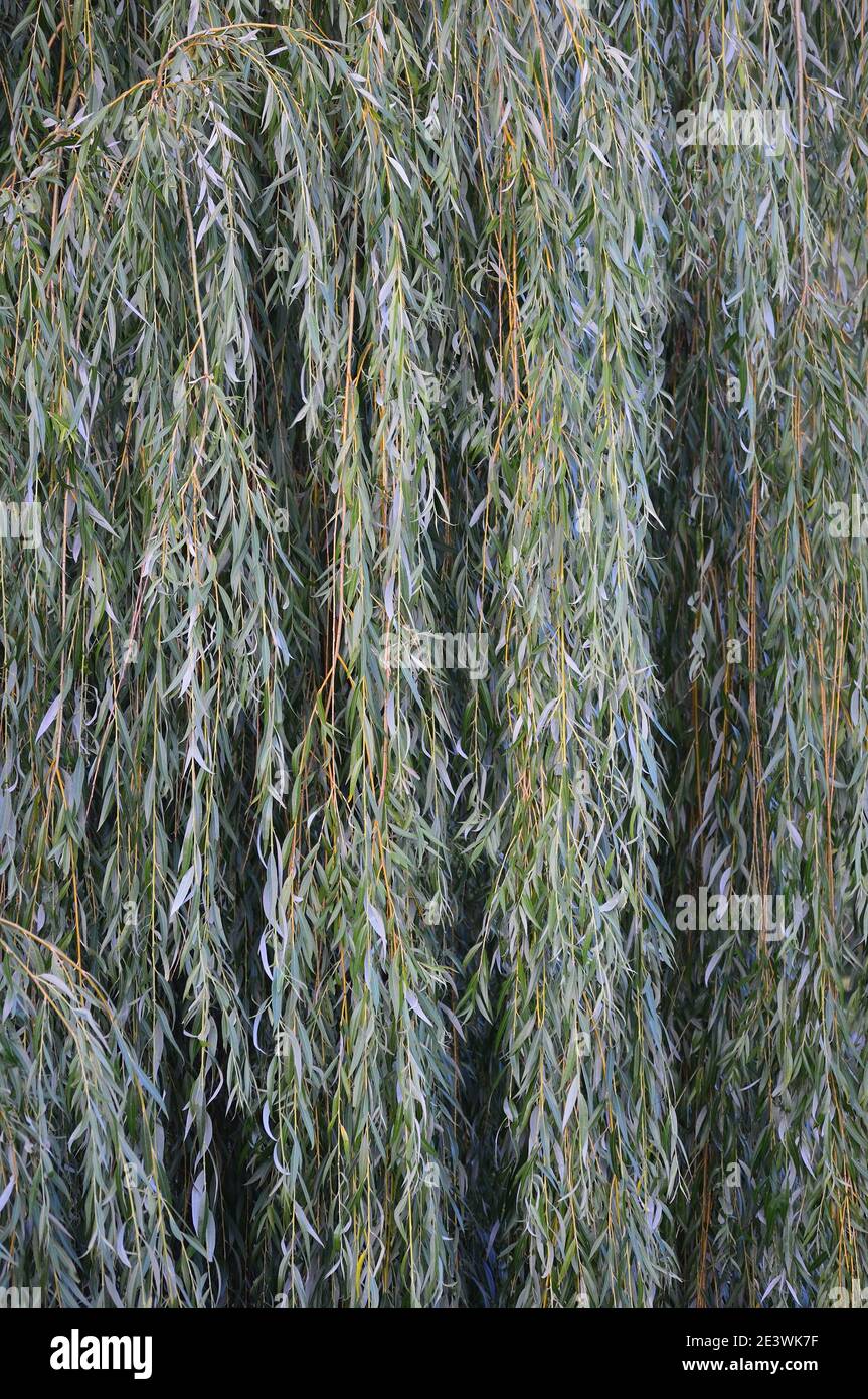 Albero Di Salix Alba Immagini e Fotos Stock - Alamy