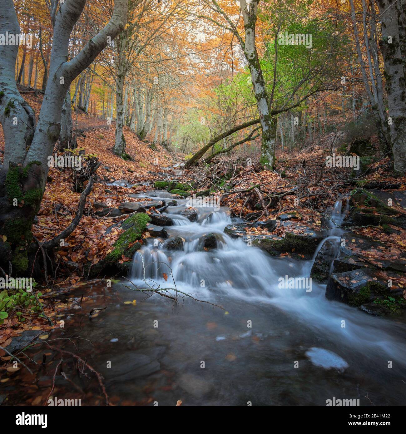 Hayedo de tejera negra immagini e fotografie stock ad alta risoluzione ...