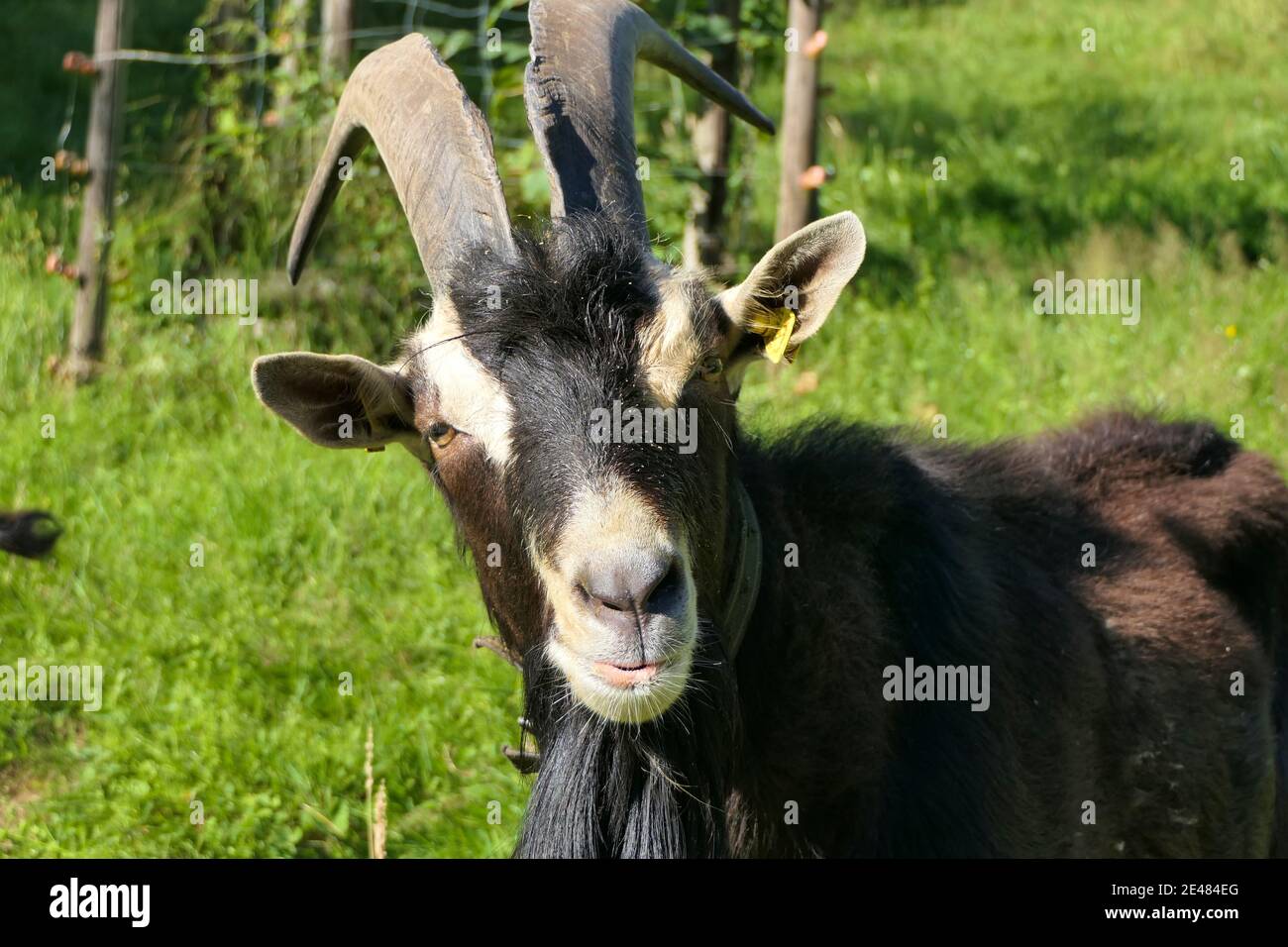 Barba nera lussureggiante immagini e fotografie stock ad alta ...