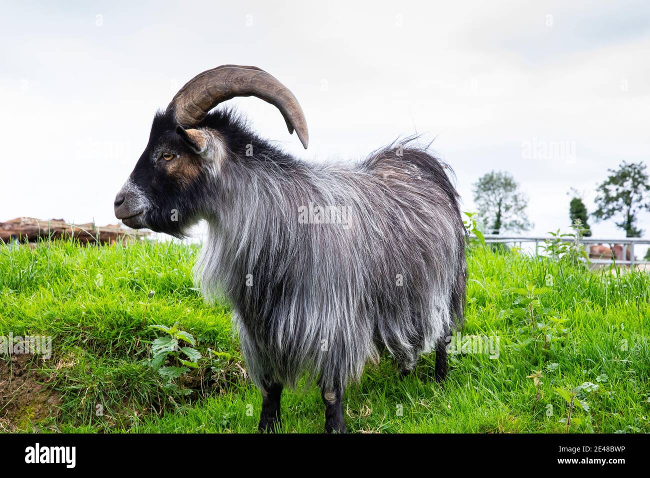 Ram maschio adulto immagini e fotografie stock ad alta risoluzione - Alamy