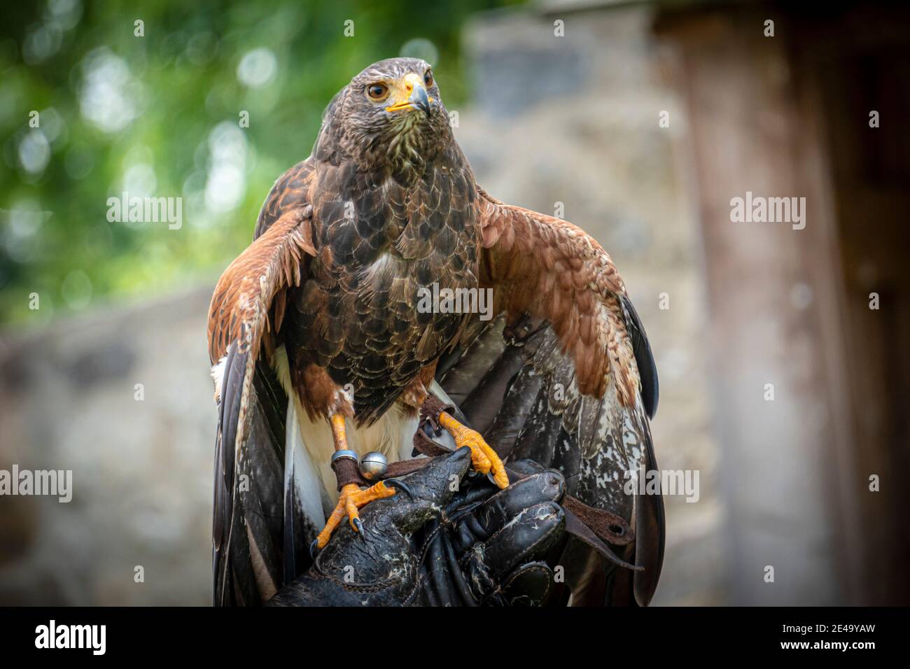 Uccelli rapaci americani immagini e fotografie stock ad alta ...