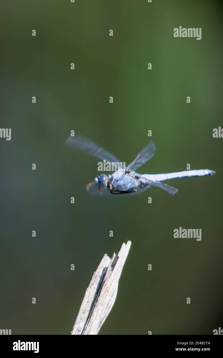 Azzurro chiaro immagini e fotografie stock ad alta risoluzione - Alamy