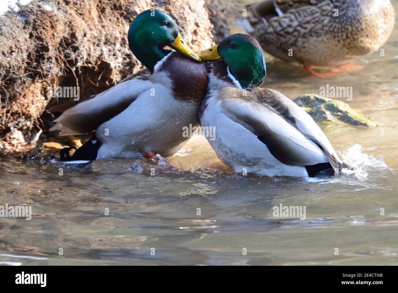 Stagione Degli Amori Dei Germani Reali Immagini e Fotos Stock - Alamy