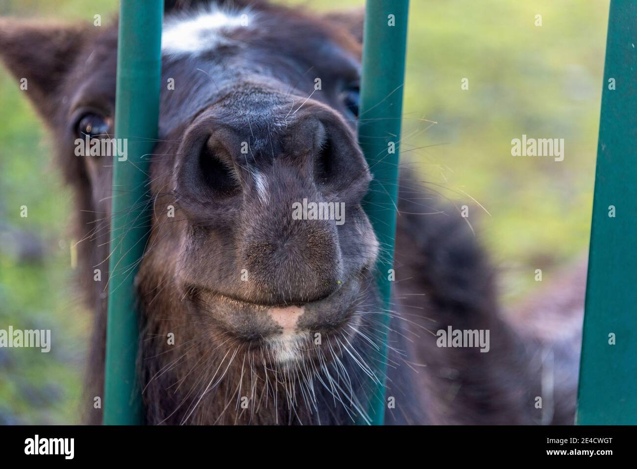 Alle narici immagini e fotografie stock ad alta risoluzione - Alamy