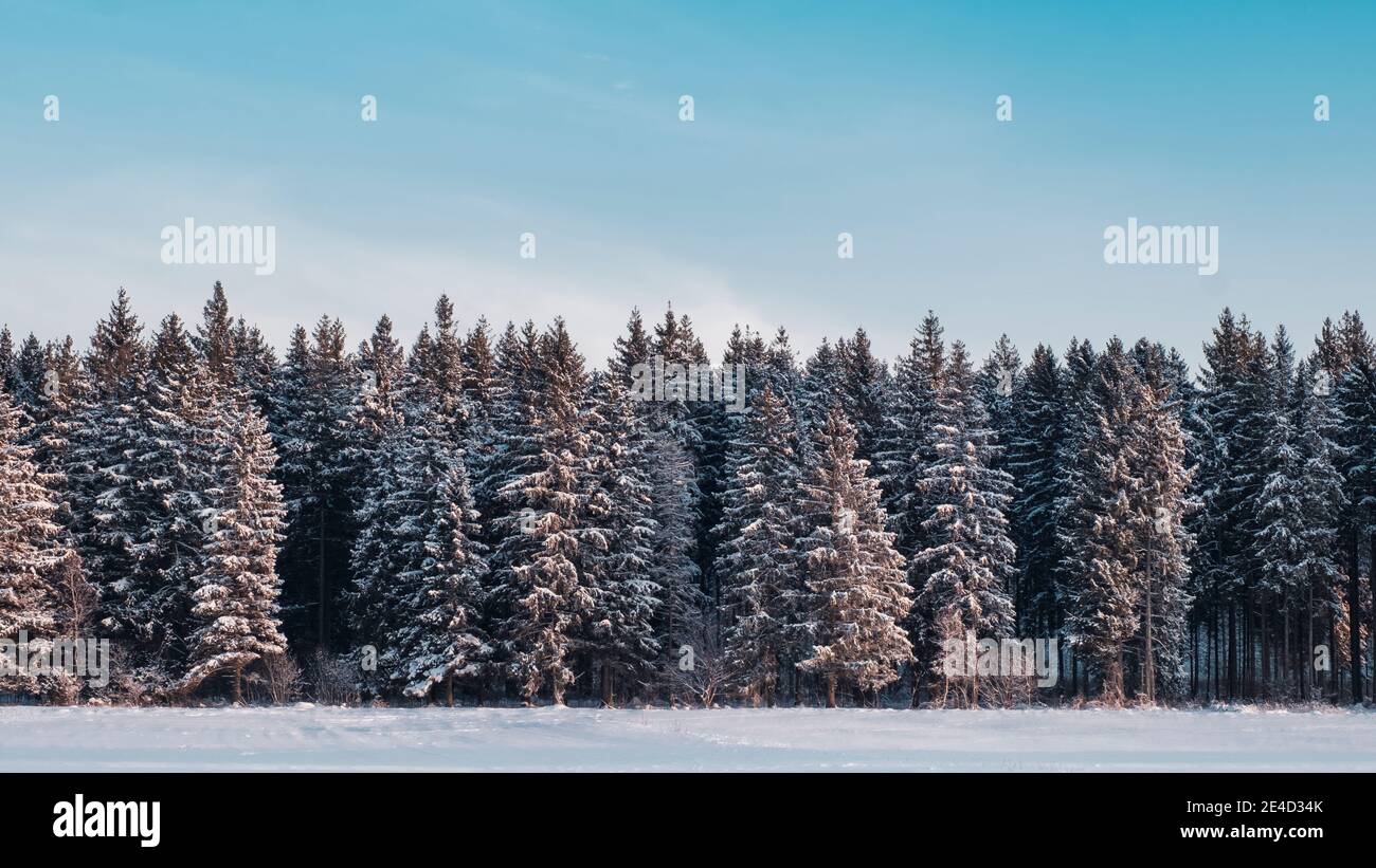 Foresta innevata in inverno immagini e fotografie stock ad alta ...