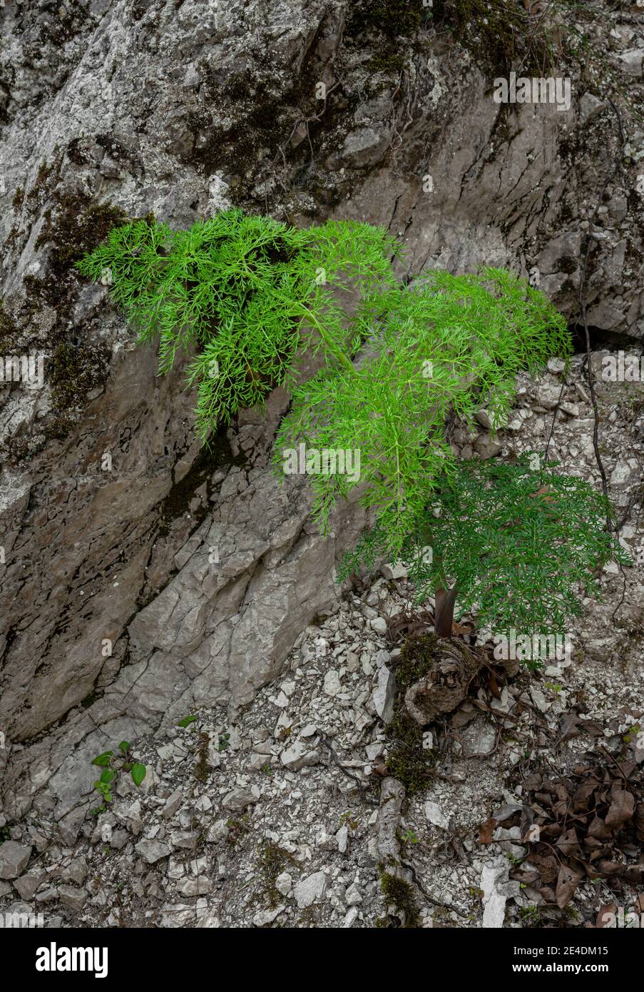 Pianta di finocchio immagini e fotografie stock ad alta risoluzione - Alamy