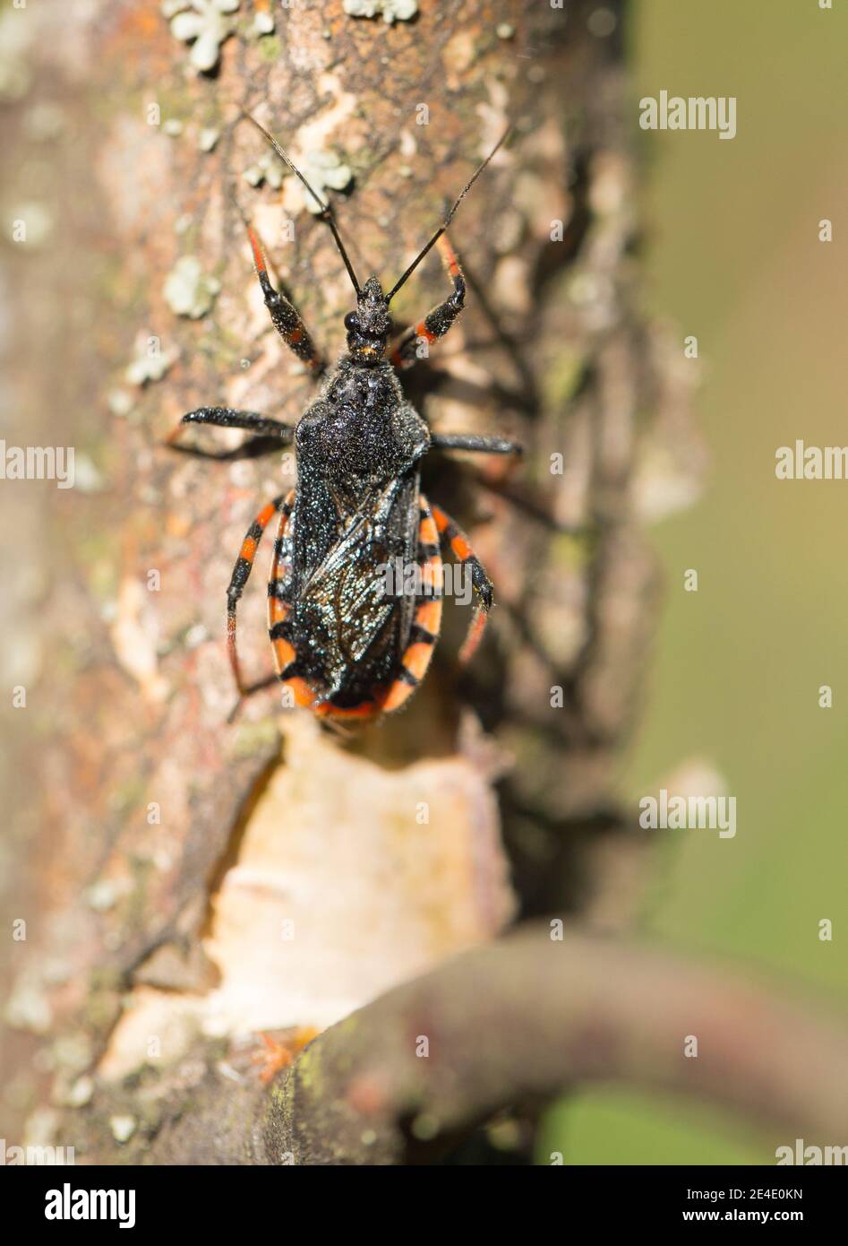 Rhynocoris annulatus immagini e fotografie stock ad alta risoluzione ...