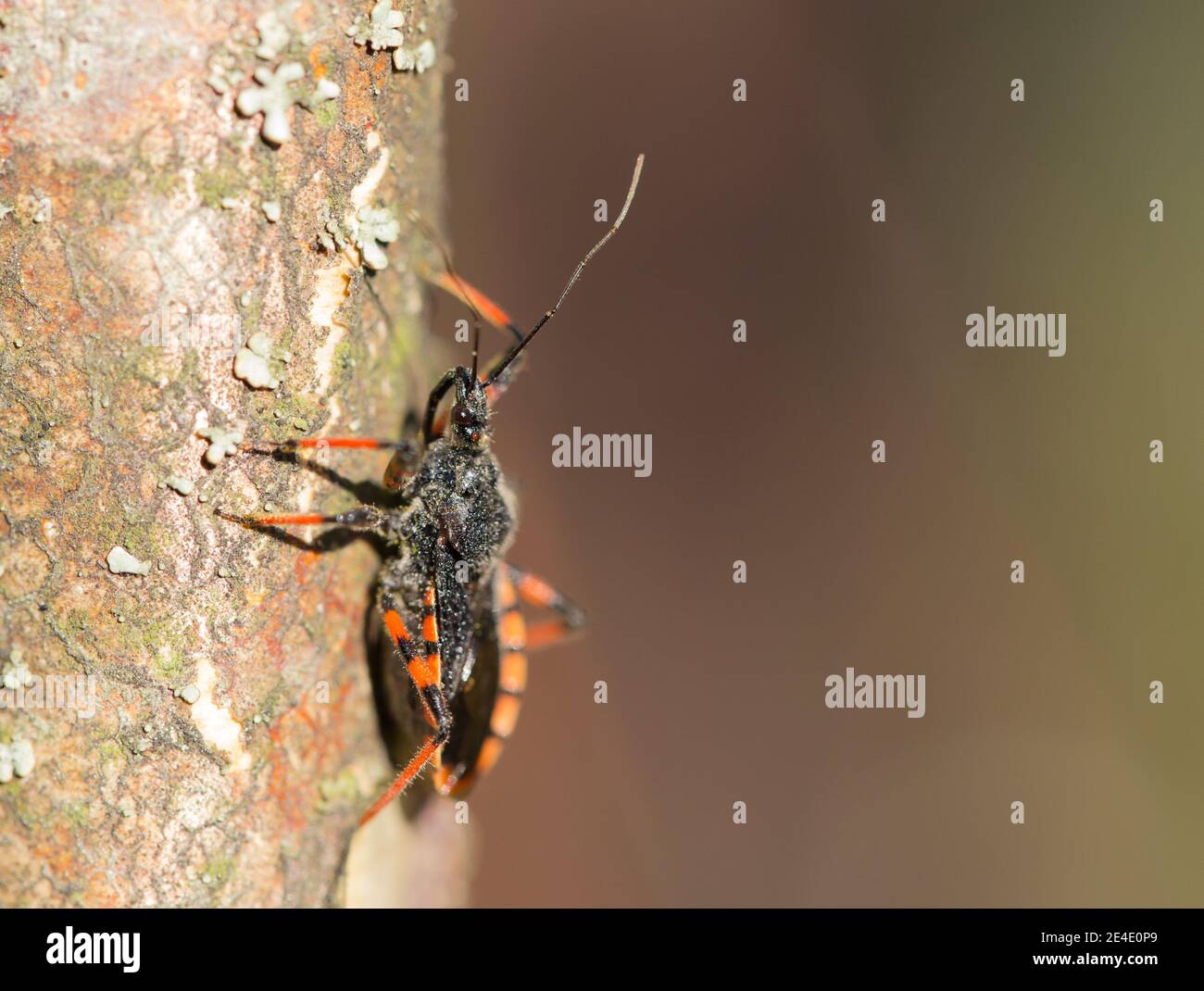 Rhynocoris annulatus immagini e fotografie stock ad alta risoluzione ...