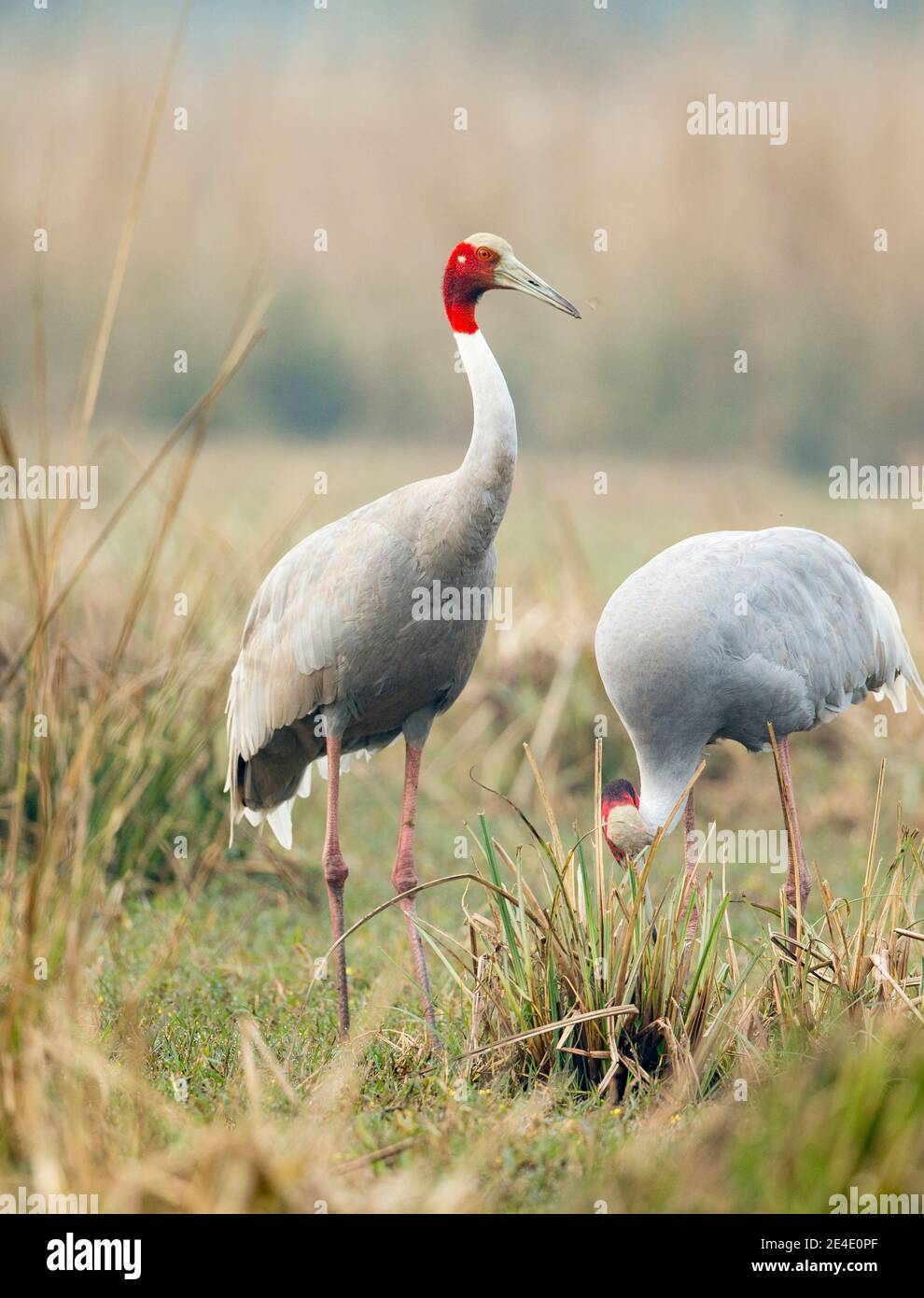 Gru matura immagini e fotografie stock ad alta risoluzione - Alamy