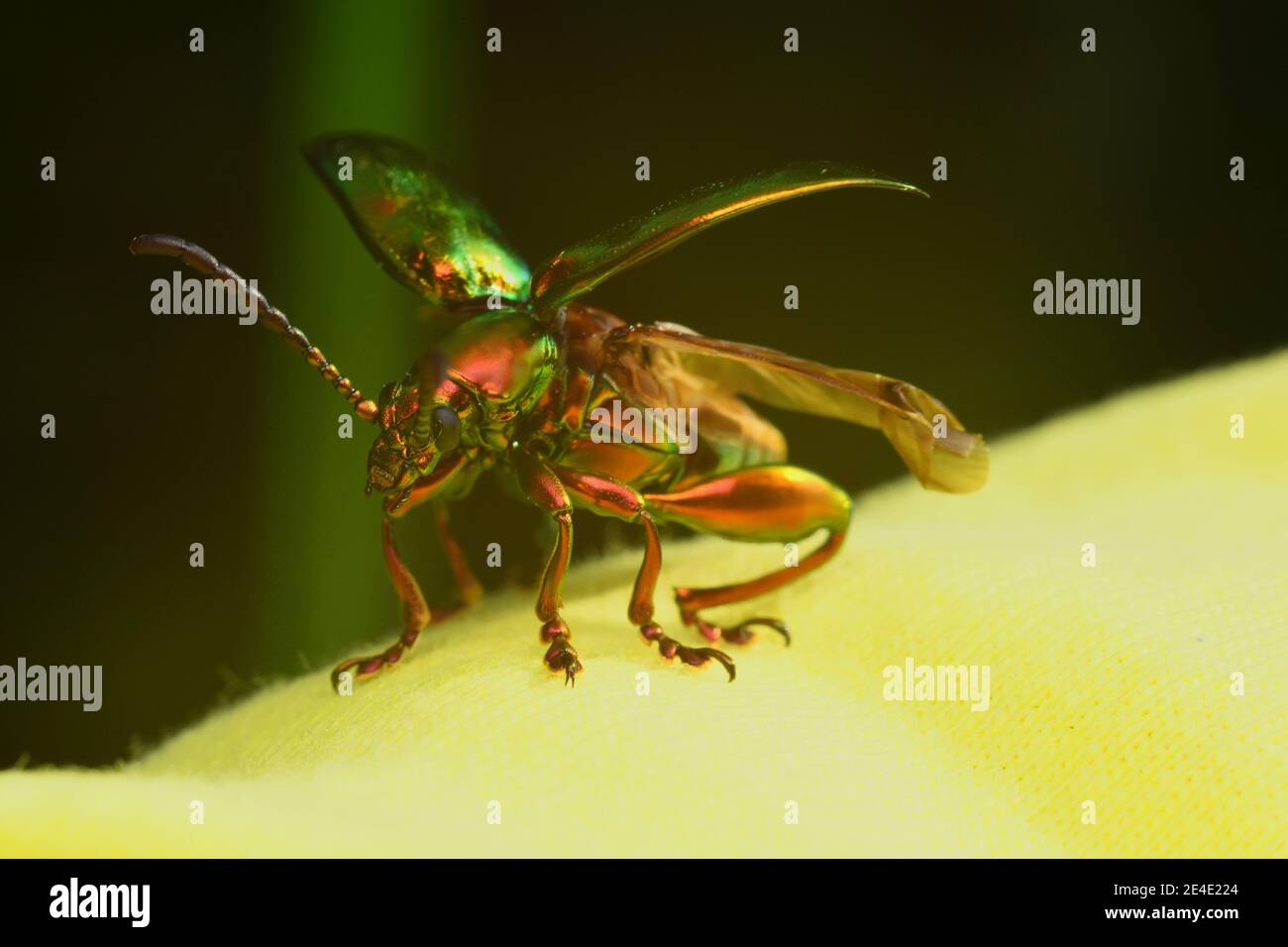 Scarabeo dalle gambe di rana immagini e fotografie stock ad alta ...