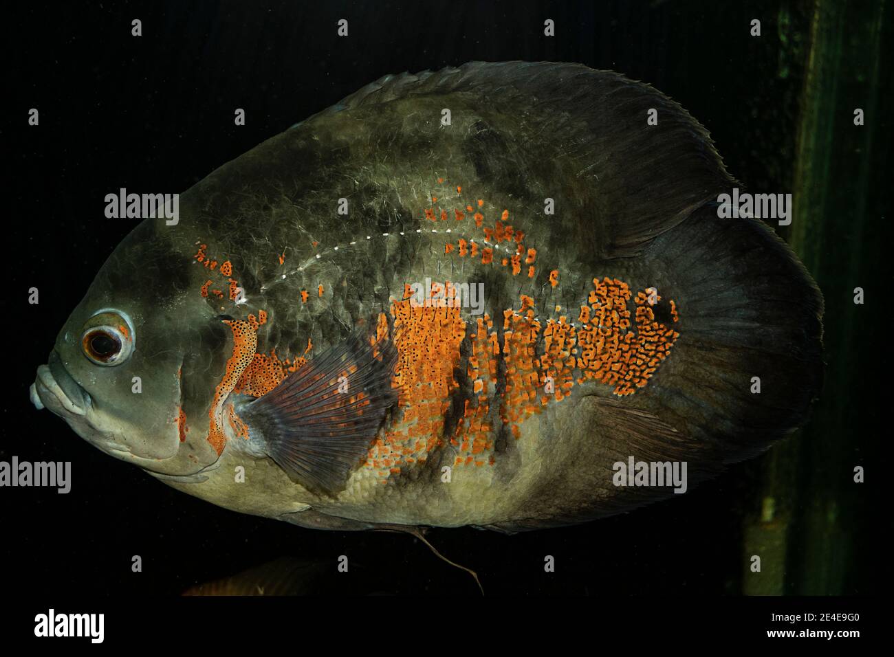 Pesce Oscar (Astronotus ocellatus). Pesci tropicali d'acqua dolce in ...