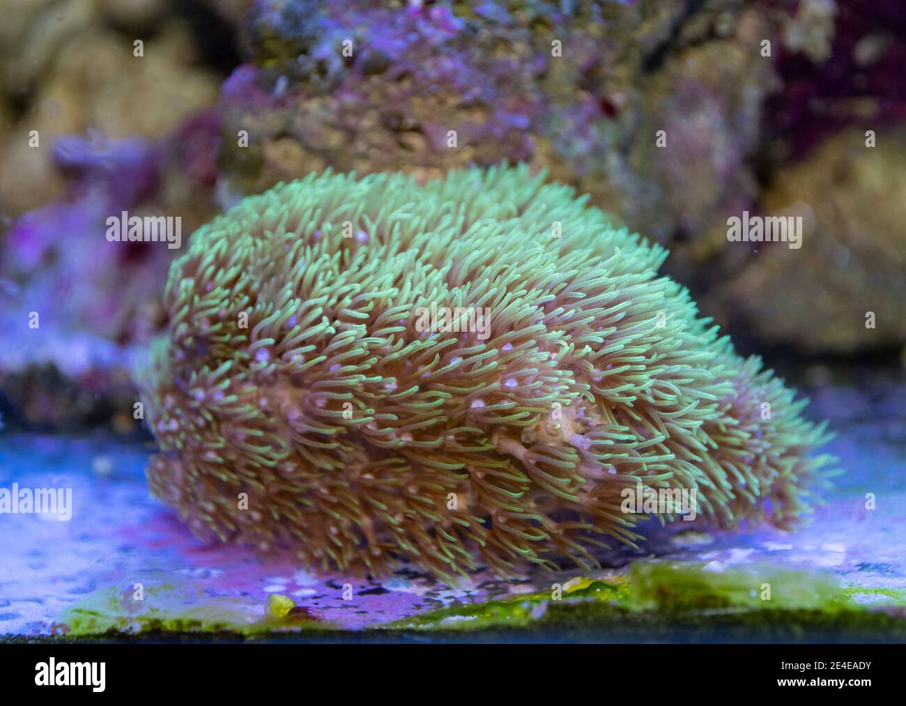 Pianta di corallo verde immagini e fotografie stock ad alta risoluzione ...